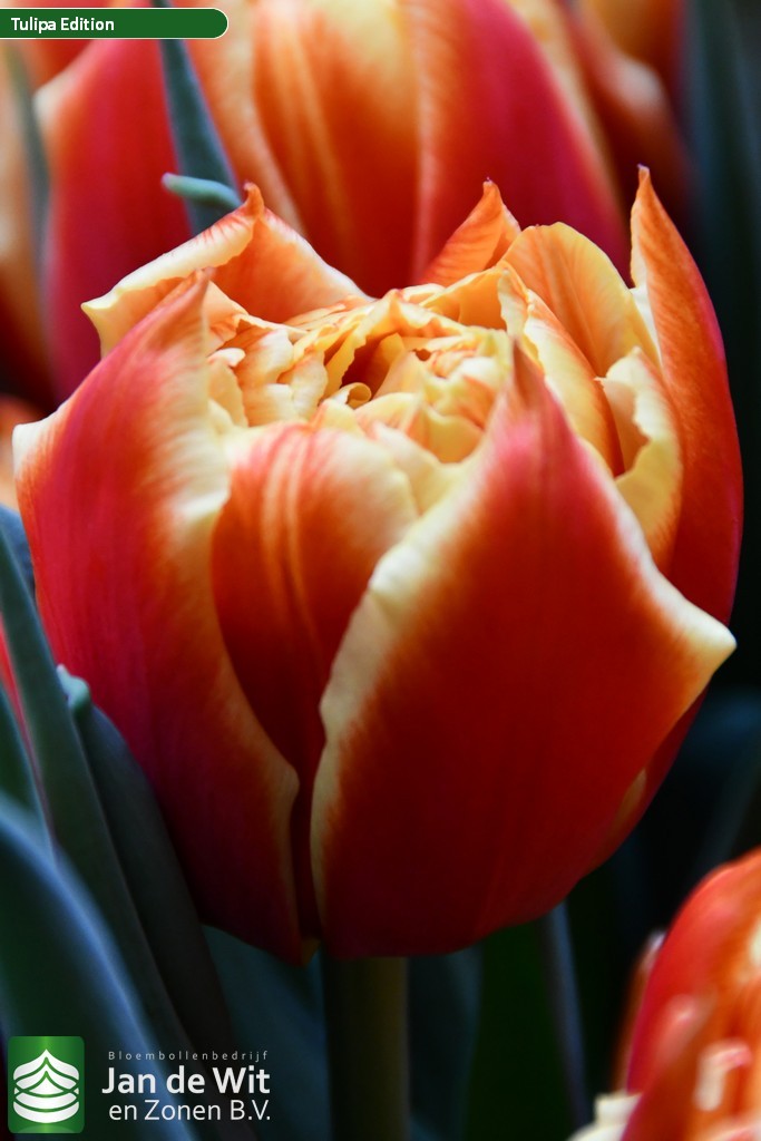 Edition ® | Tulip | Jan de Wit en Zonen B.V.
